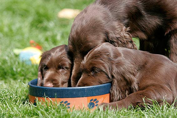 Welches Hundefutter? - Darauf sollten Sie achten! | Die TIEREXPERTEN