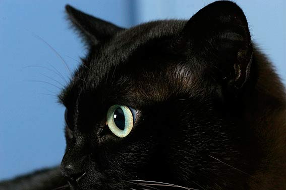 Burma-Katze - Alle Infos, Tipps, Züchter und Bilder