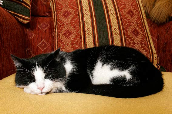 Hauskatze - Alle Infos, Tipps und tolle Bilder