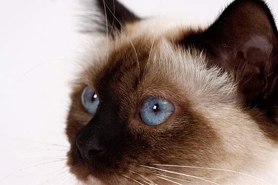 Heilige Birma Katze - Alle Infos, Tipps, Züchter, Bilder und Video