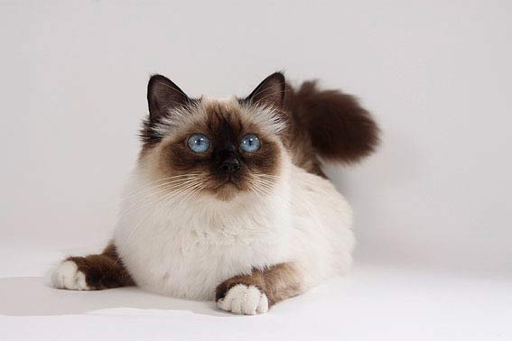 Heilige Birma Katze - Alle Infos, Tipps, Züchter, Bilder und Video