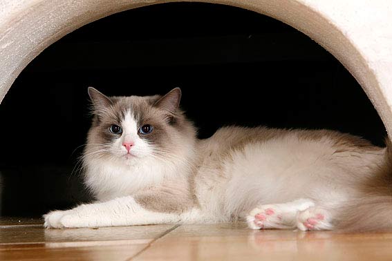 Ragdoll Katze - Alle Infos zur Rasse | Die TIEREXPERTEN