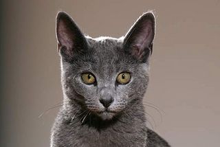 Russisch Blau Katze - Alle Infos zur Rasse | Die TIEREXPERTEN