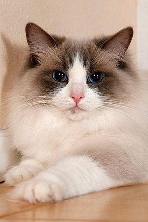 Ragdoll Katze - Infos, Tipps, Züchter, Bilder und Video » Tierportal