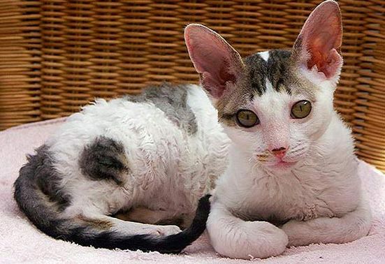 Kleine Katzenrassen und die kleinste der Welt