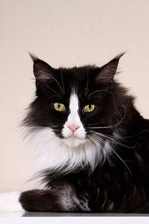 Maine Coon Katze - Alle Infos zur Rasse